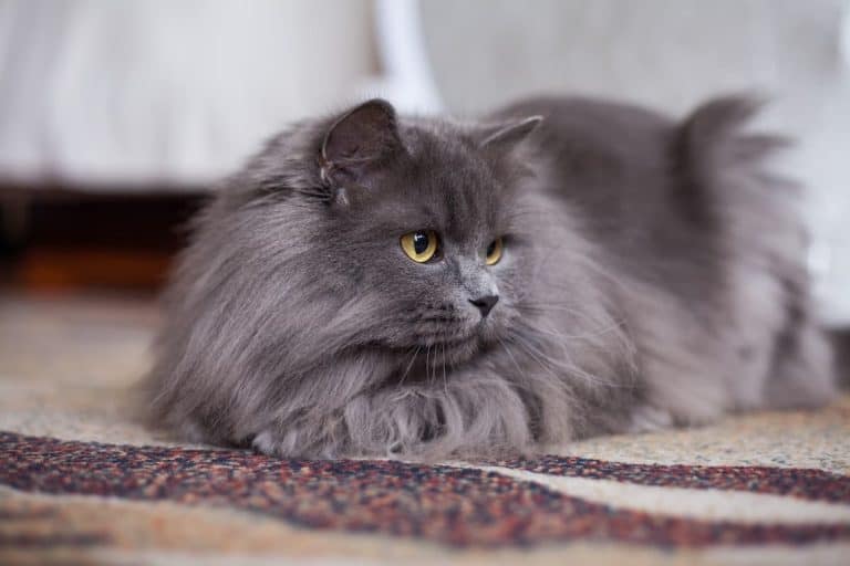 13 Grey Cat Breeds - An Overview With Pictures! | FAQcats.com