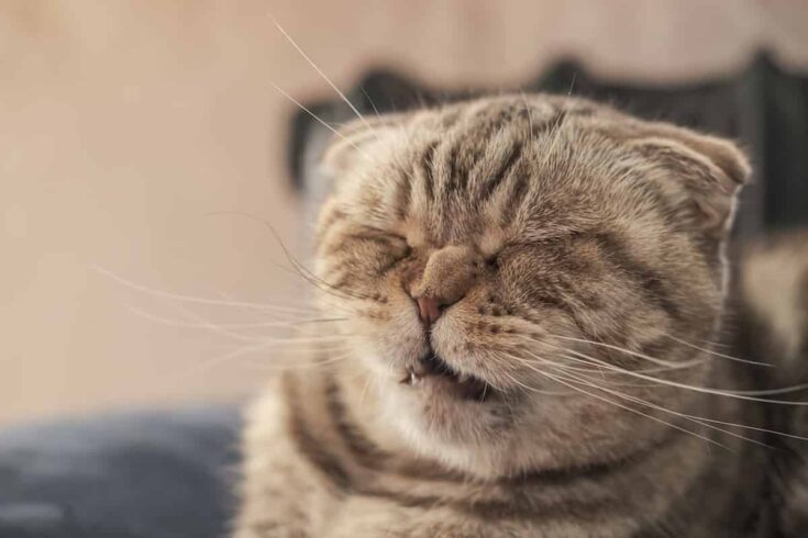Cat Boogers – Nasal Discharge & Black Crust Explained – FAQcats.com