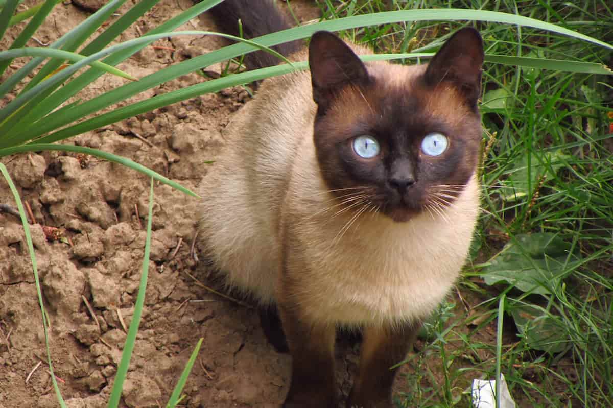 What Can I Expect From A Siamese Kitten: A Curious Owner’s Guide ...