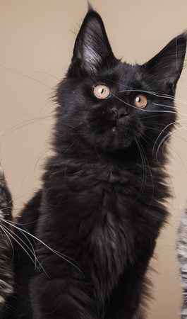 Black Maine Coon Cats – Photos, Personality, Color, & Facts! – FAQcats.com