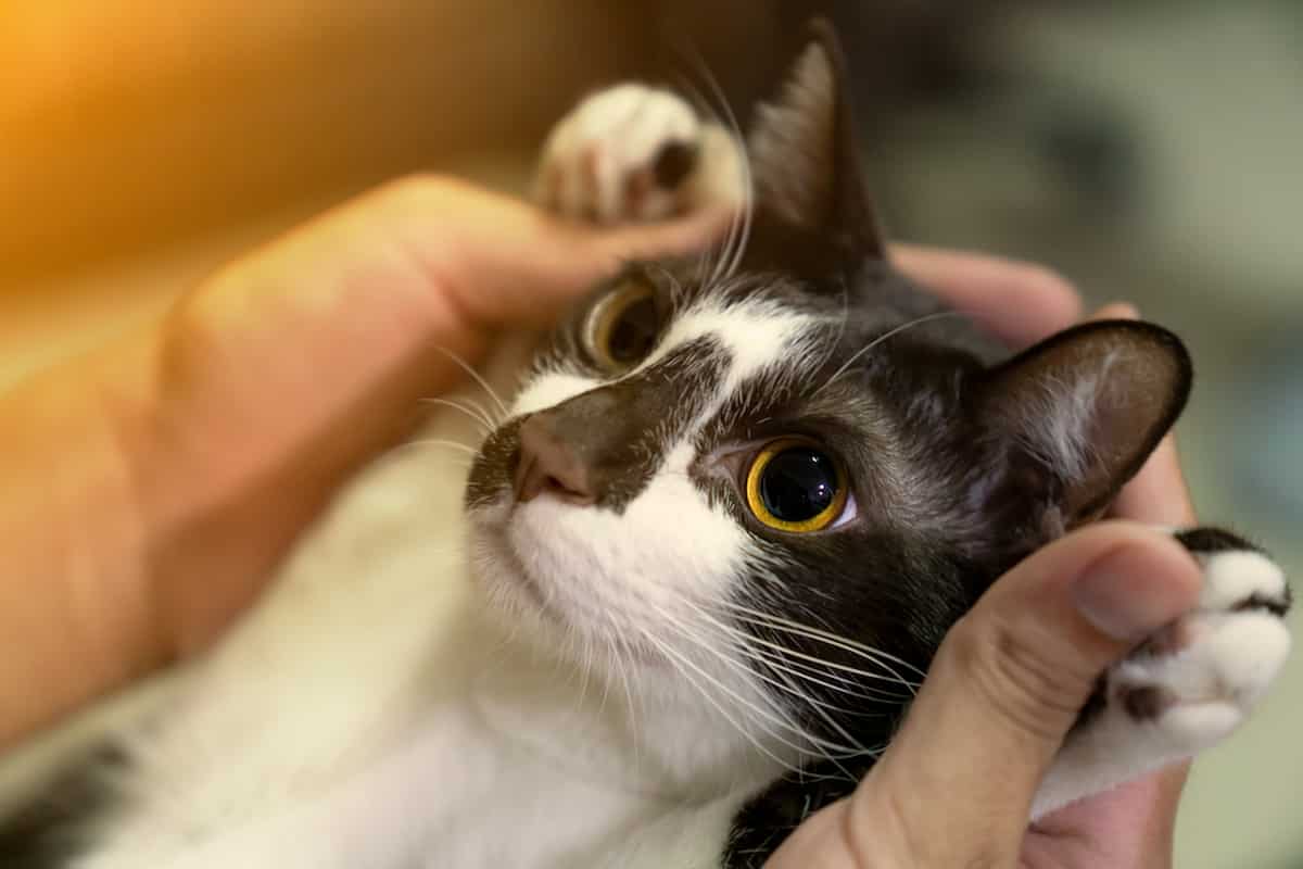 What Color Eyes Can Cat’s Have – A Complete List! – FAQcats.com