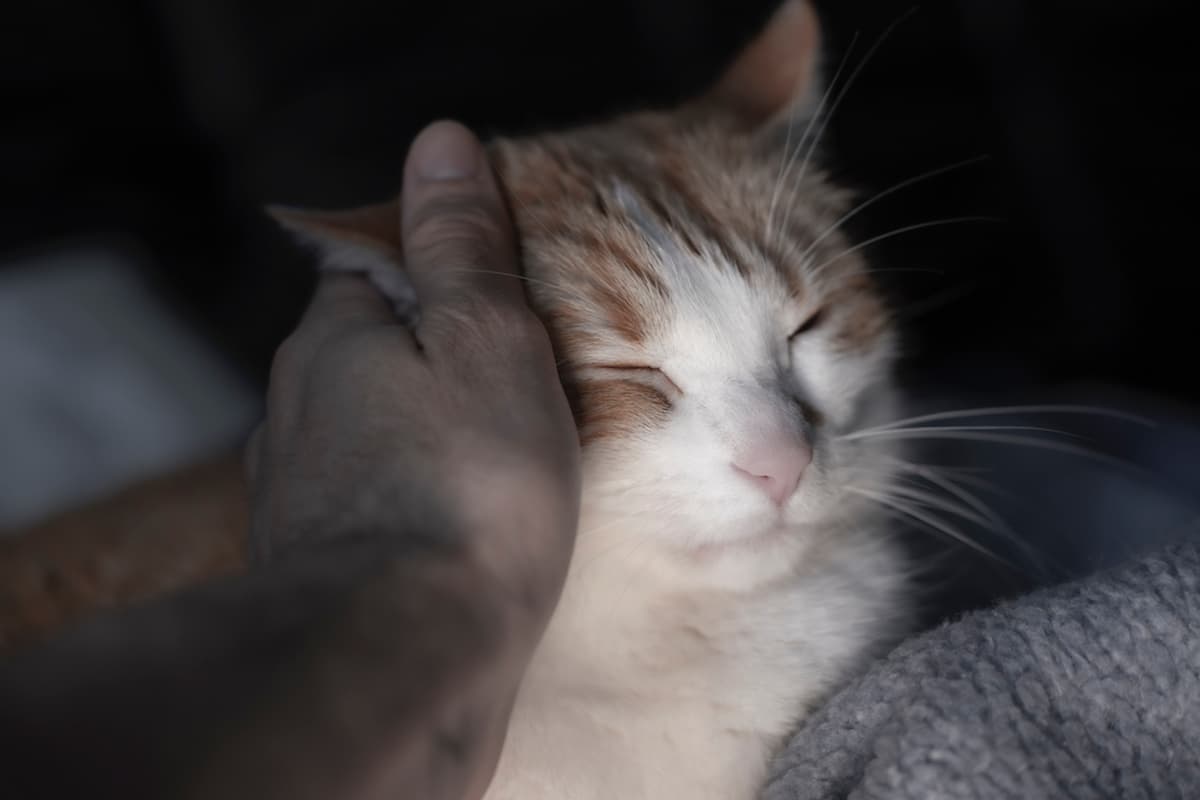 How To Calm A Scared Cat -Factors & Tips – FAQcats.com