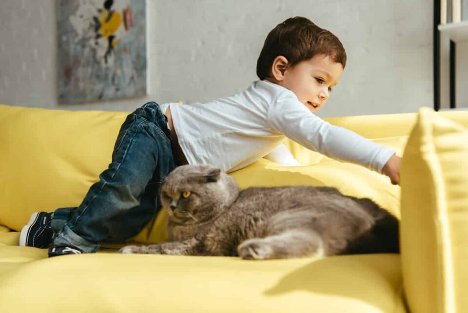 Why Are Cats So Protective Of Human Babies – Instincts & Affection ...