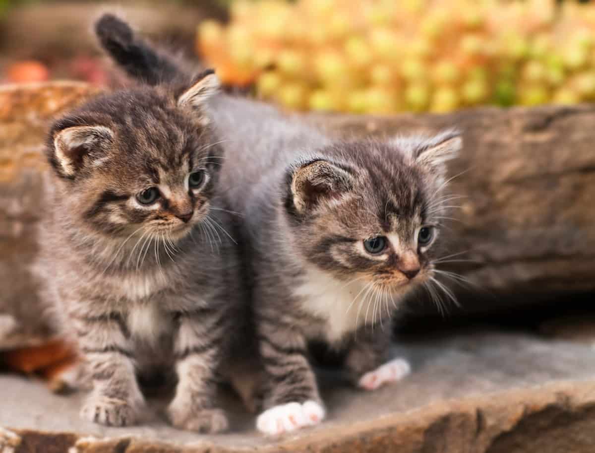 How Long Do Cats Remember Their Siblings – Breaking Down The Science ...