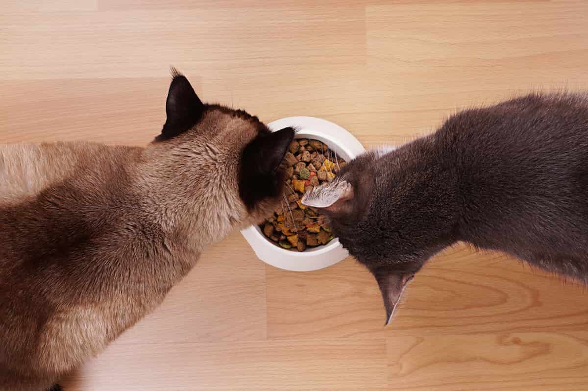 How Do Cats Eat Without Teeth – FAQcats.com
