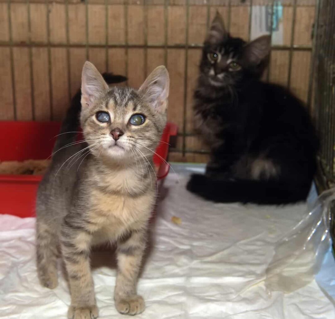 Can You Keep A Kitten In A Playpen – Are They Safe? – FAQcats.com