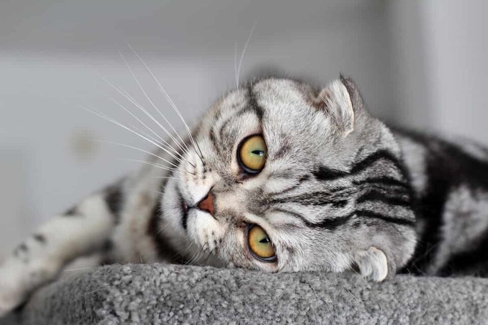 How To Win Over A Cat That Hates You – Proven Methods That Work ...