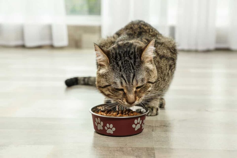 Do Cats Know When They’re Full? The Surprising Truth Revealed – FAQcats.com