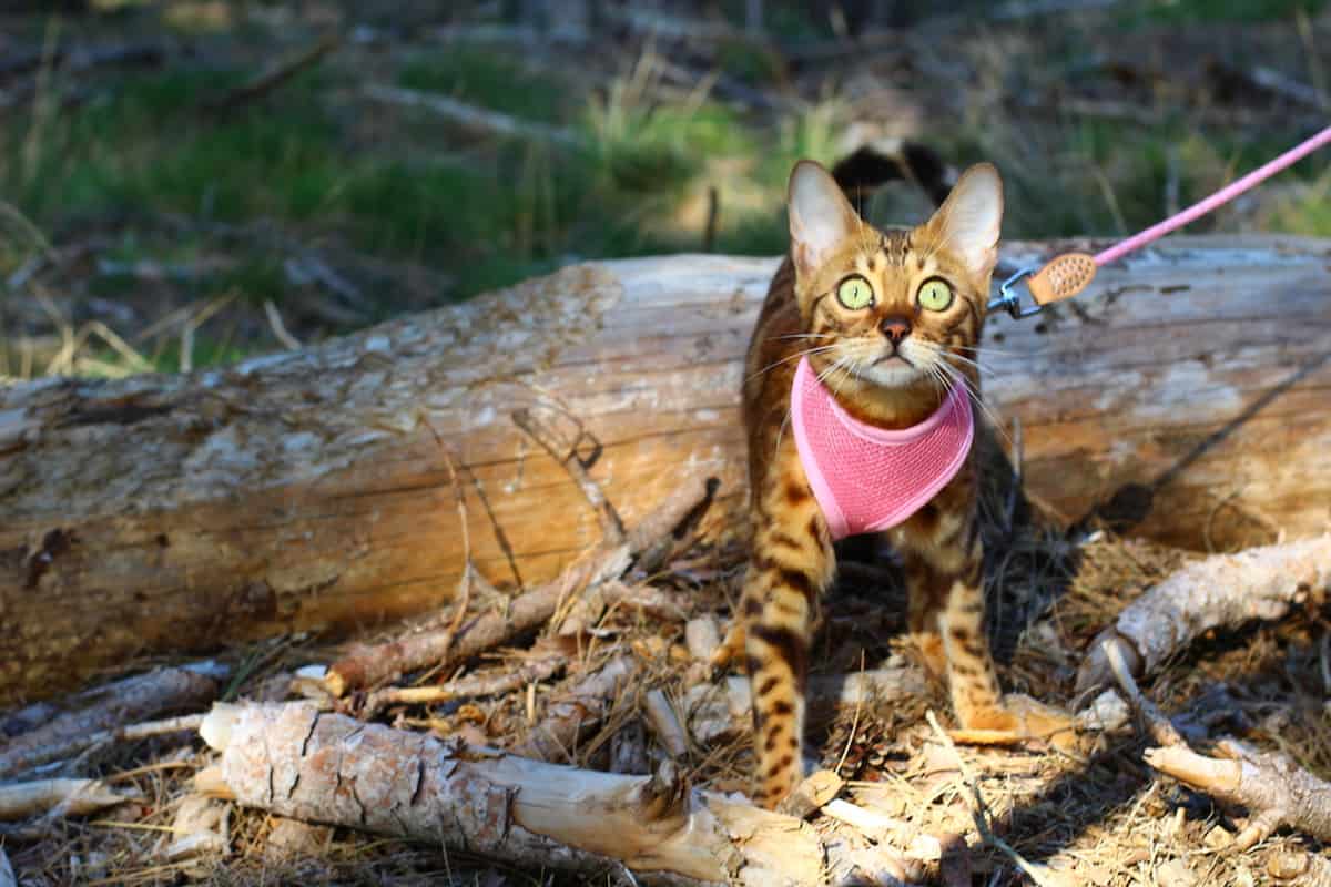 Unlocking the Secret: How Do I Get My Cat to Go for a Walk? – FAQcats.com