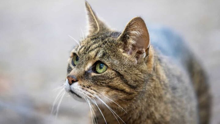 What Breed Is My Cat -8 Simple Ways To Identify! – FAQcats.com