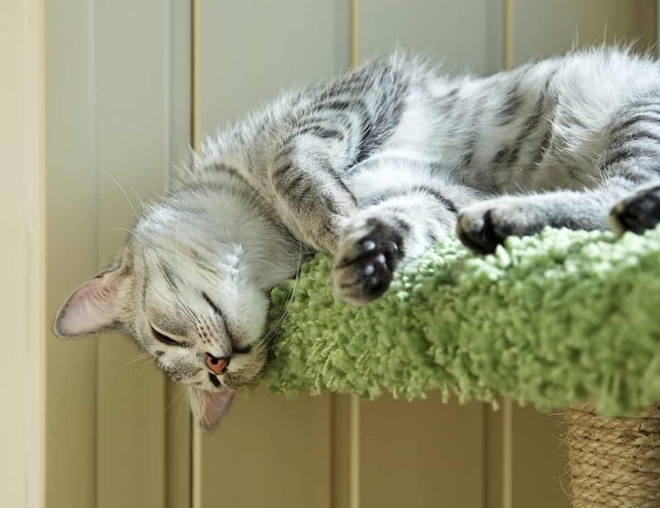 Why Are Cats So Passive: An Insight Into Feline Behavior – FAQcats.com