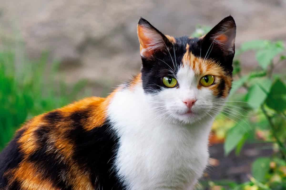 Why Are Patchwork Cats Female – Understanding Chromosomes! – FAQcats.com