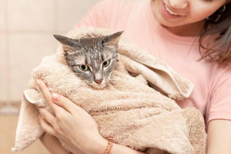 Why Do Cats Cuddle You After A Shower – The Unique Bonding Experience ...
