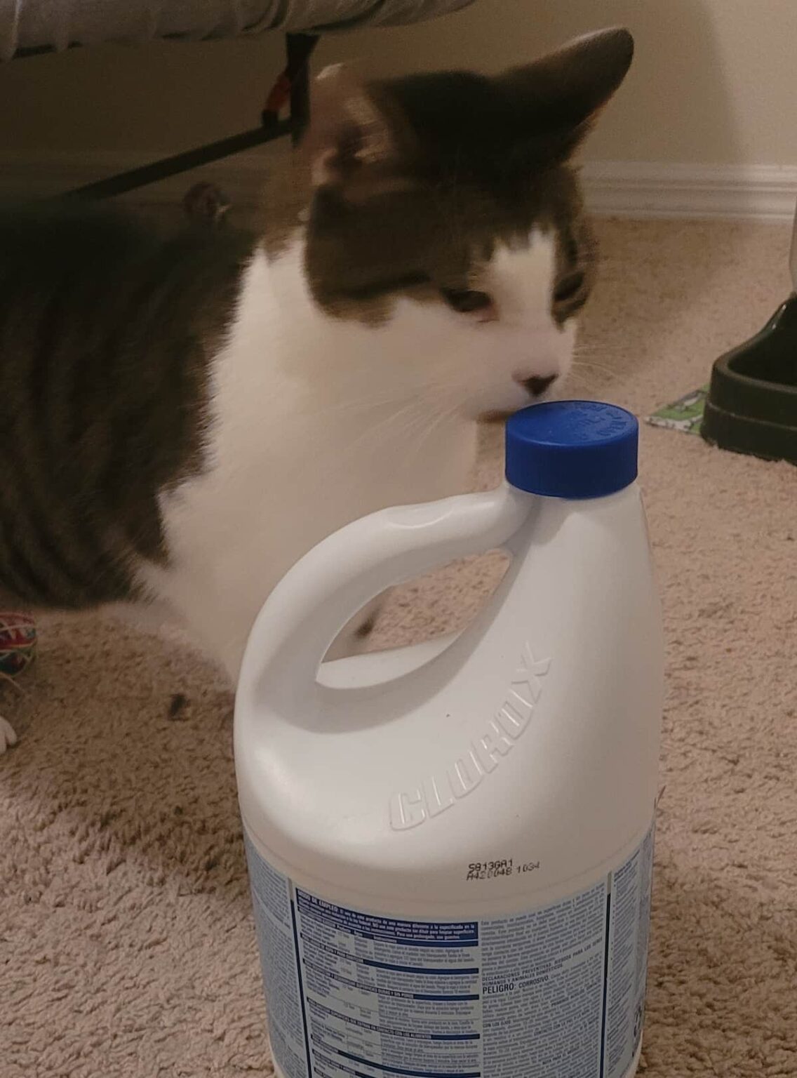 Why Do Cats Like Bleach – Is It Safe For Them? – FAQcats.com