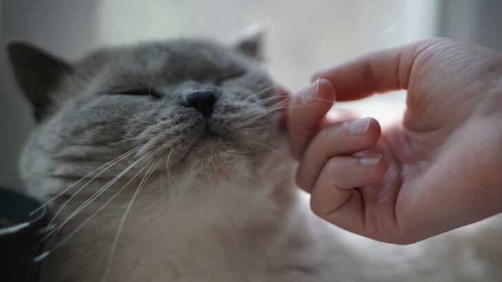 Why Do Cats Not Like Hands – Breaking Down The Behavior – FAQcats.com