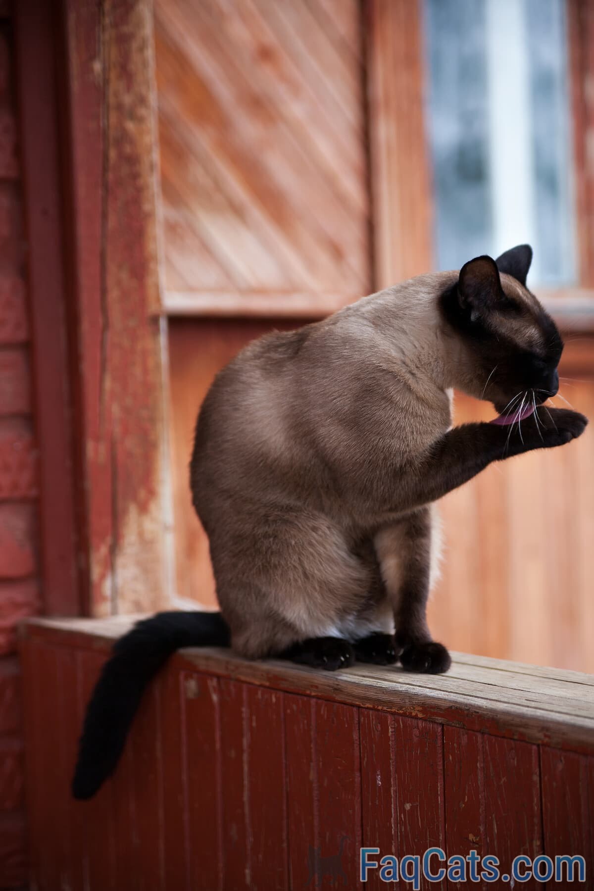 Why Do Siamese Cats Change Color – The Interesting Reason – FAQcats.com Why Do Siamese Cats Change Color – The Interesting Reason – FAQcats.com