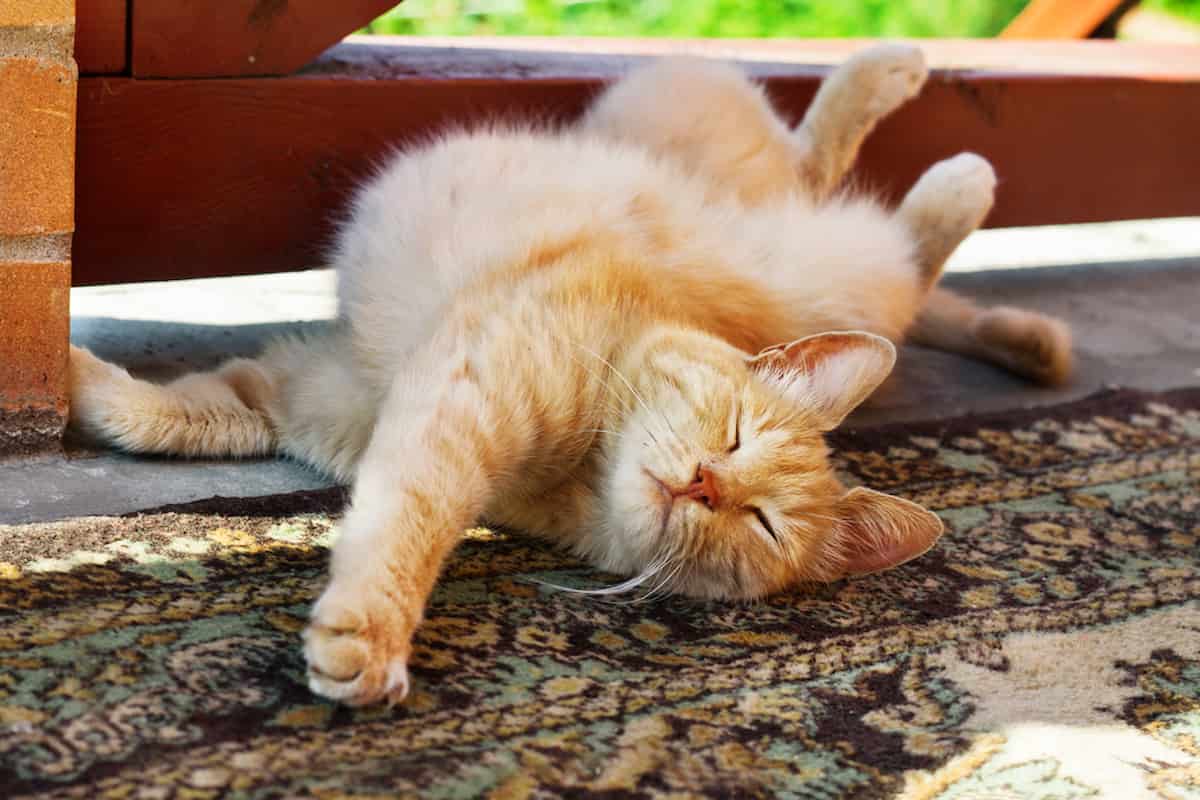 Why Do Cats Act Slow – Understanding Their Lethargic Behavior – FAQcats.com