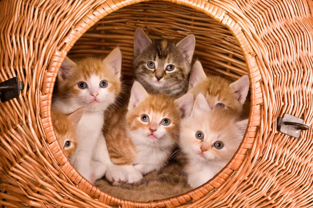 How Long Do Cats Remember Their Siblings – Breaking Down The Science ...